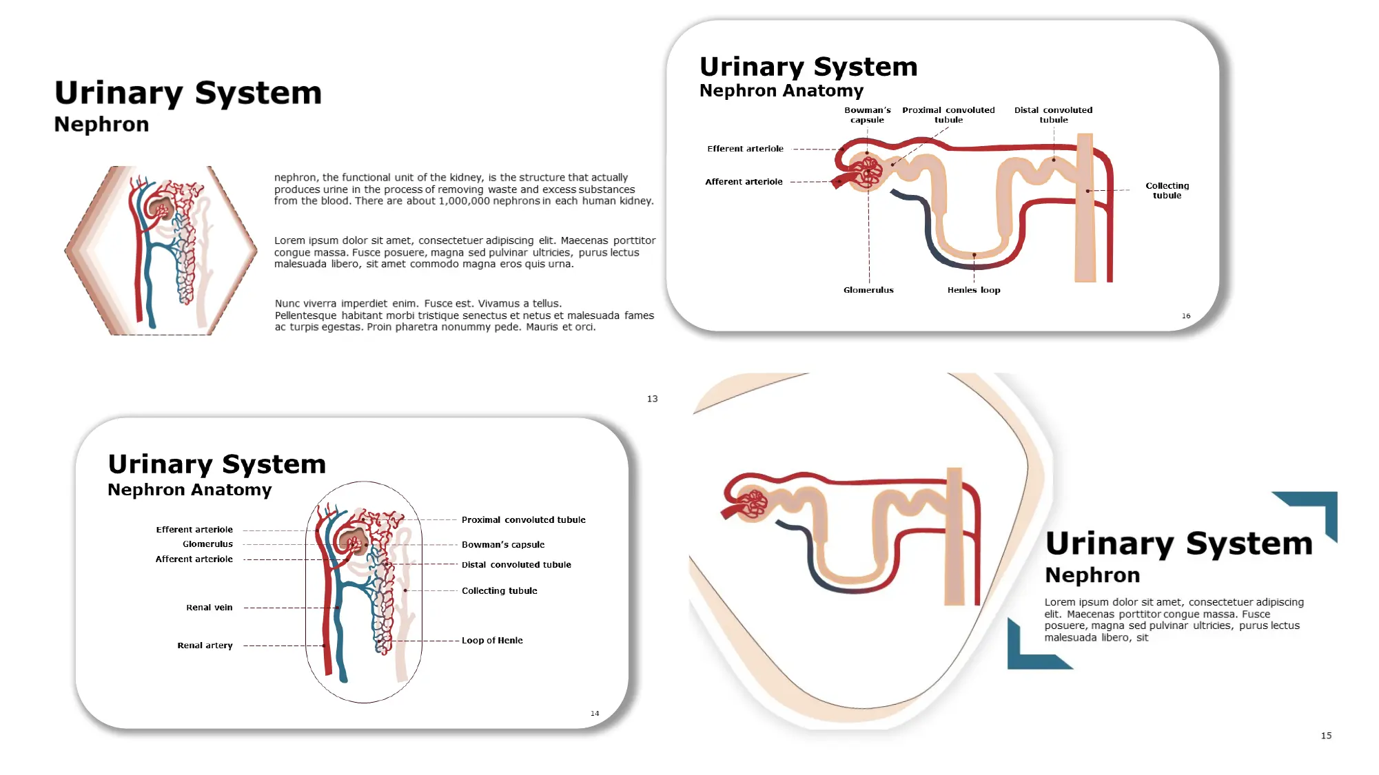 Download Urinary system anatomy & physiology PPT Template|RxSlides